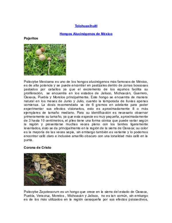 (DOC) Tolohuaxíhuitl Hongos Alucinógenos de México Pajaritos