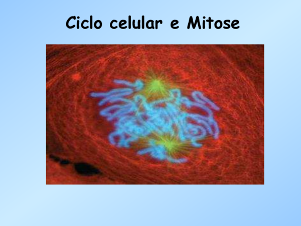 (PDF) Ciclo celular e Mitose
