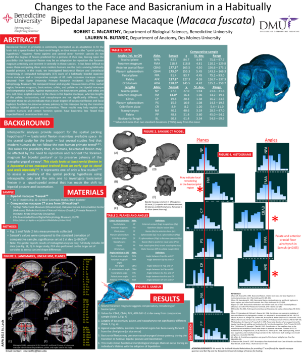 (PDF) Changes to the face and basicranium in a habitually bipedal ...