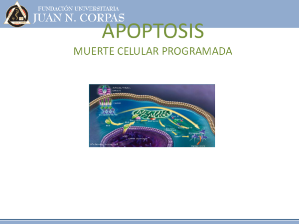(PDF) APOPTOSIS MUERTE CELULAR PROGRAMADA
