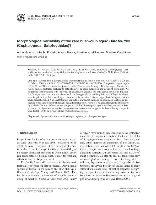 (PDF) Morphological variability of the rare bush-club squid Batoteuthis ...