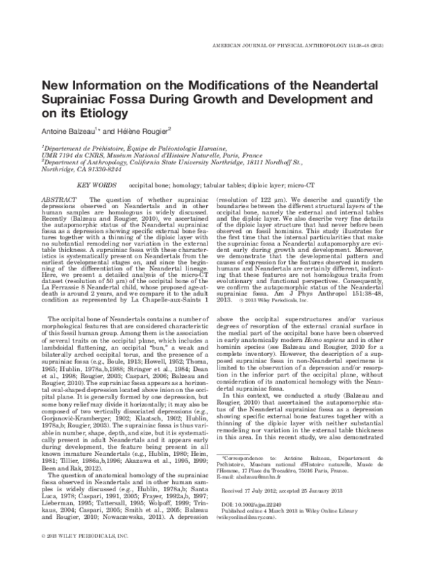 (PDF) New information on the modifications of the Neandertal suprainiac ...