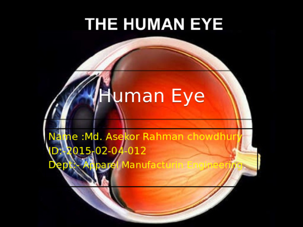 (PPT) Human vision system