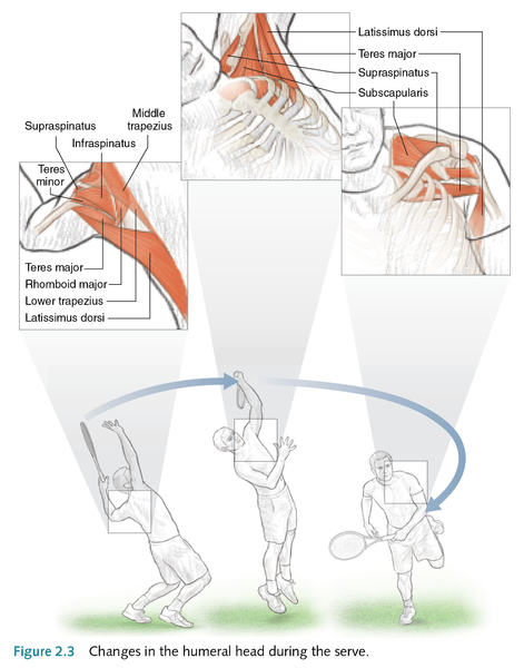 (PDF) Tennis serve muscles