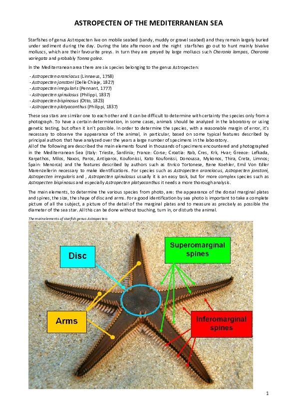 (PDF) ASTROPECTEN OF THE MEDITERRANEAN SEA
