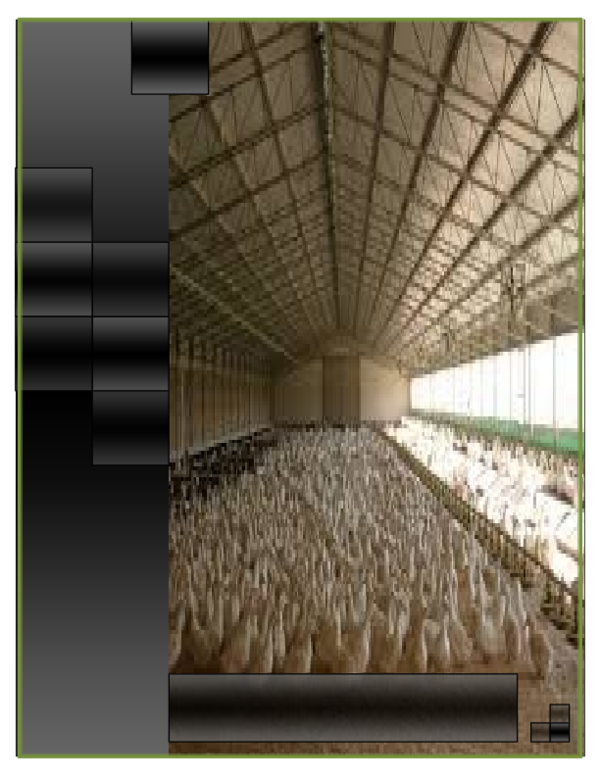 (DOC) Intensive duck production systems