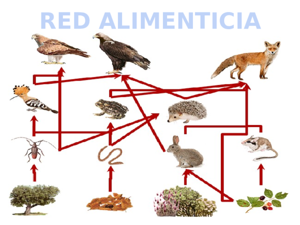 (PPT) Red alimenticia