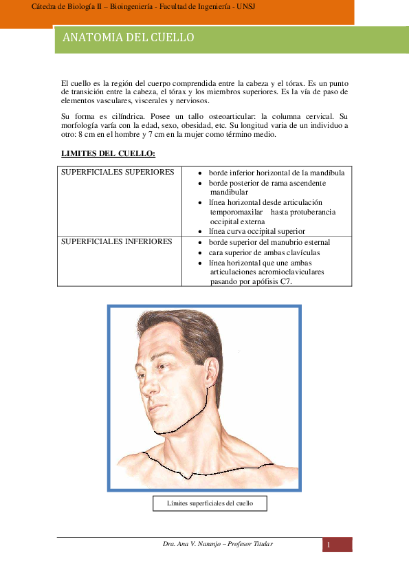 (PDF) Cuello