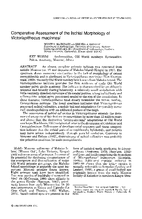 (PDF) Comparative assessment of the ischial morphology ...