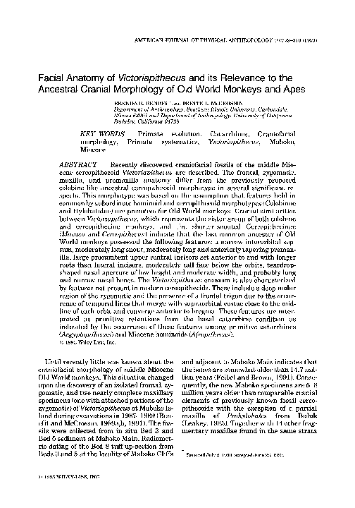 (PDF) Facial anatomy ofVictoriapithecus and its relevance to the ...