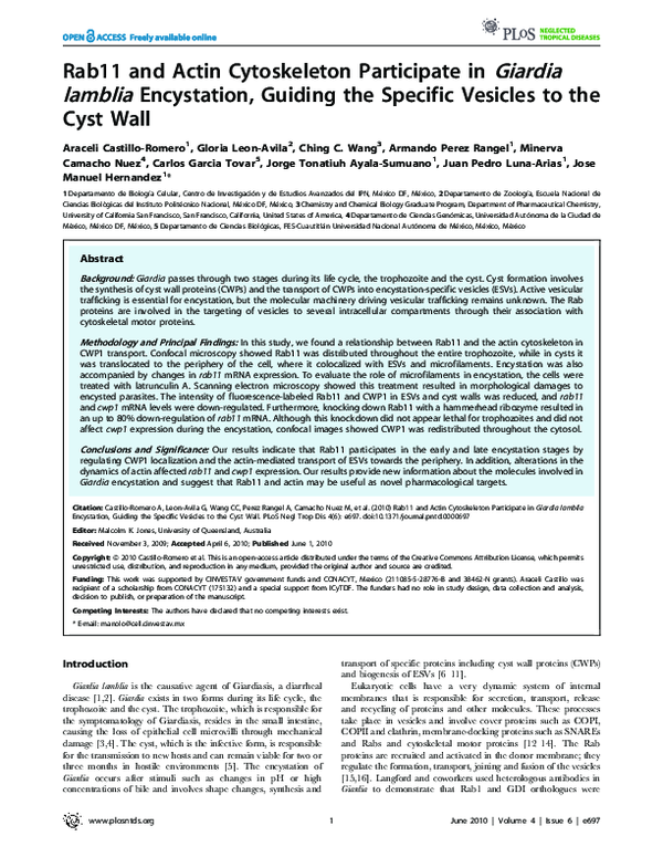 (PDF) Rab11 and Actin Cytoskeleton Participate in Giardia lamblia ...