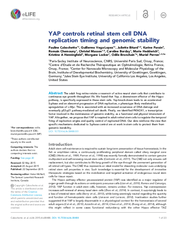 YAP controls retinal stem cell DNA replication timing and genomic ...