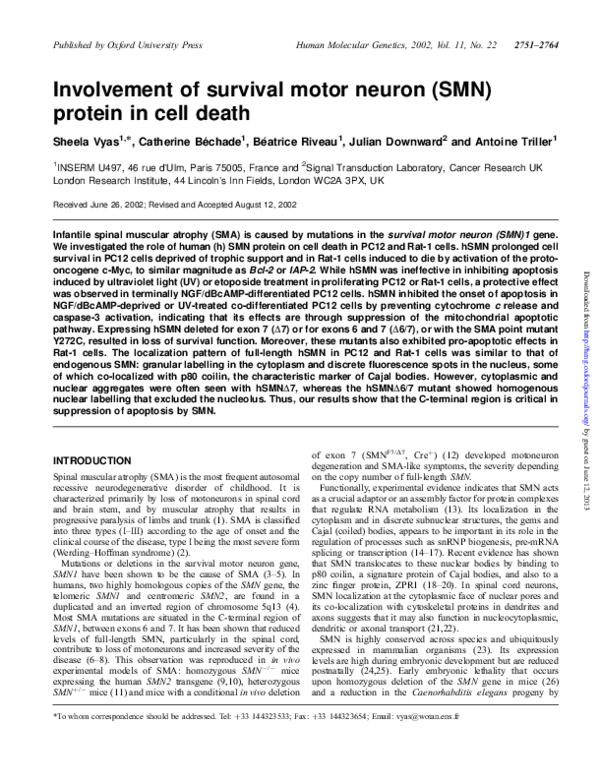 (PDF) Involvement of survival motor neuron (SMN) protein in cell death