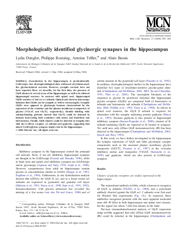 (PDF) Morphologically identified glycinergic synapses in the ...