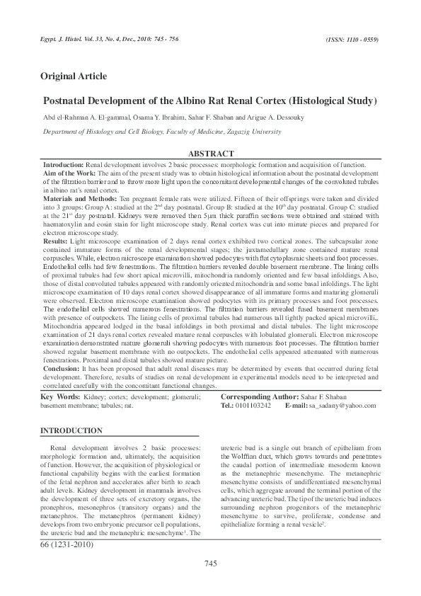 (PDF) Postnatal Development of the Albino Rat Renal Cortex ...