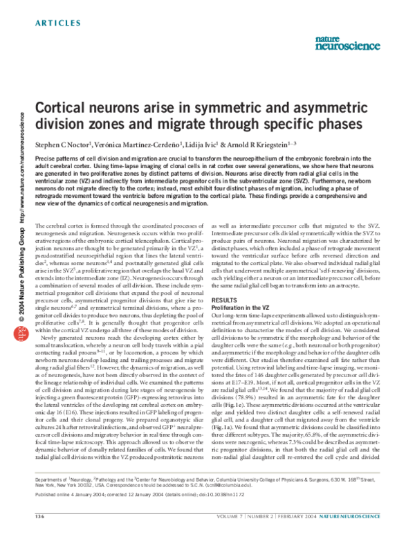 (PDF) Cortical neurons arise in symmetric and asymmetric division zones ...