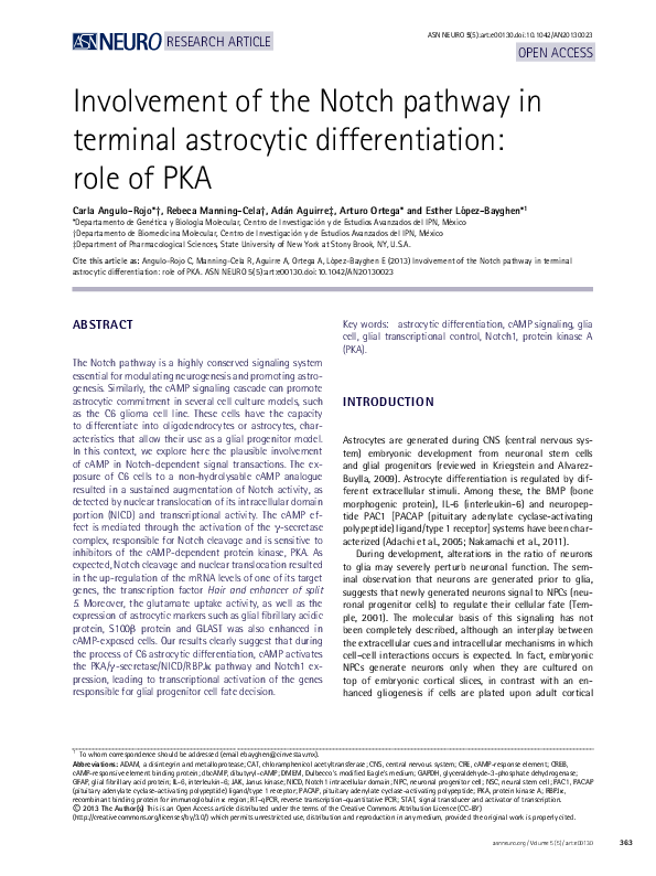 (PDF) Involvement of the Notch pathway in terminal astrocytic ...