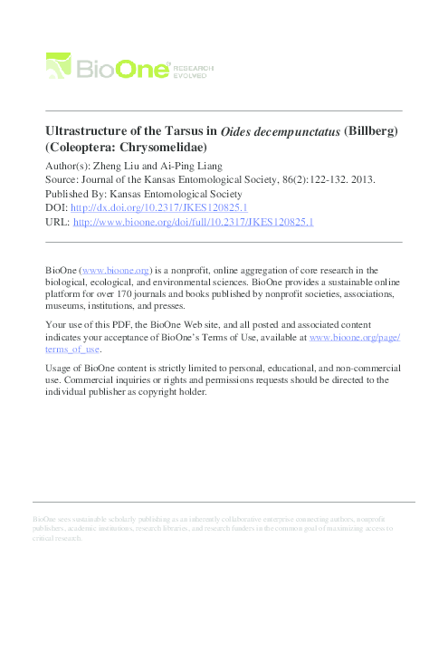 (PDF) Ultrastructure of the Tarsus in Oides decempunctatus (Billberg ...