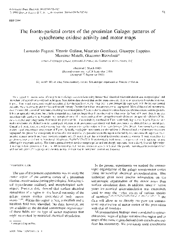 The fronto-parietal cortex of the prosimian Galago: patterns of cytochrome oxidase activity and ...