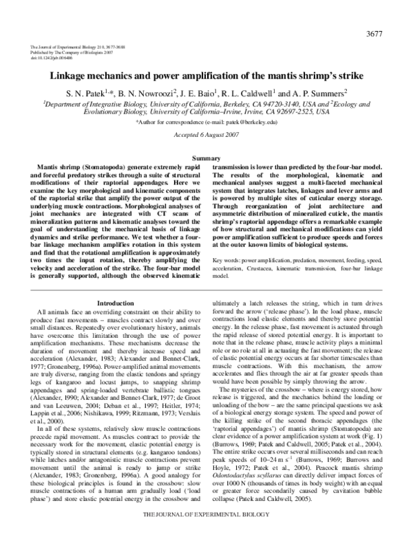 (PDF) Linkage mechanics and power amplification of the mantis shrimp's ...