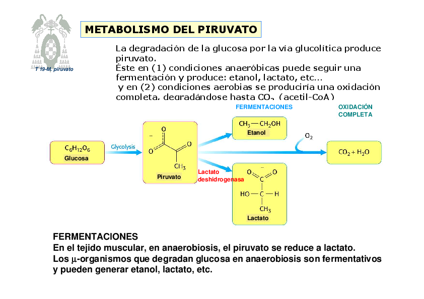 (PDF) Metabolismo del piruvato