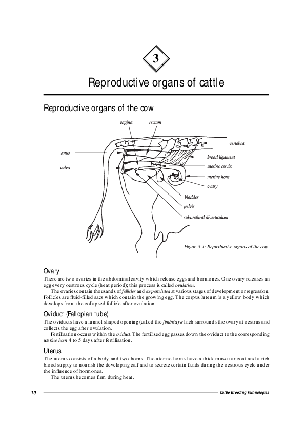 (PDF) AGR401 Reproductive system of cow