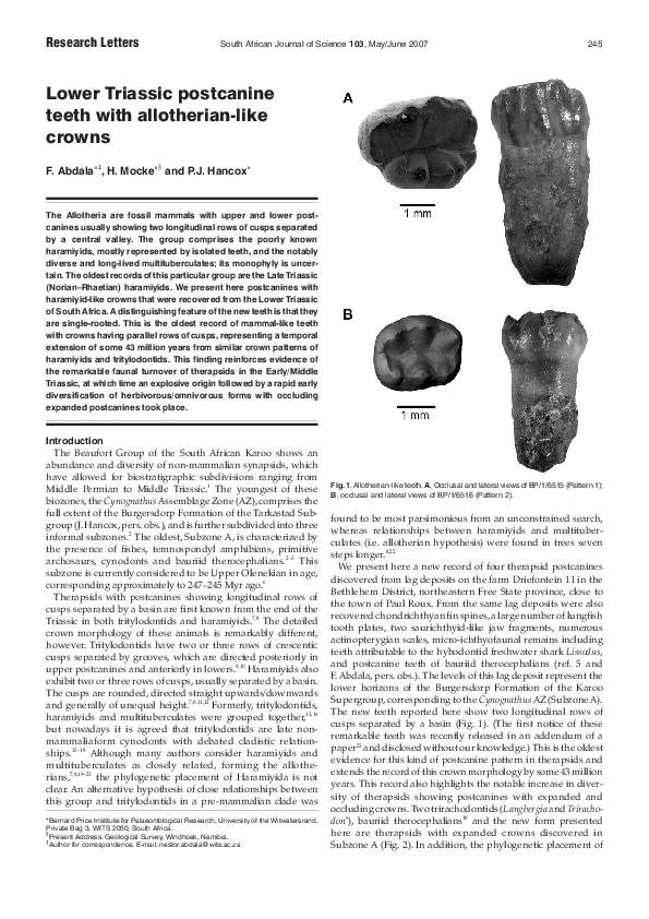 (PDF) Lower Triassic postcanine teeth with allotherian-like crowns