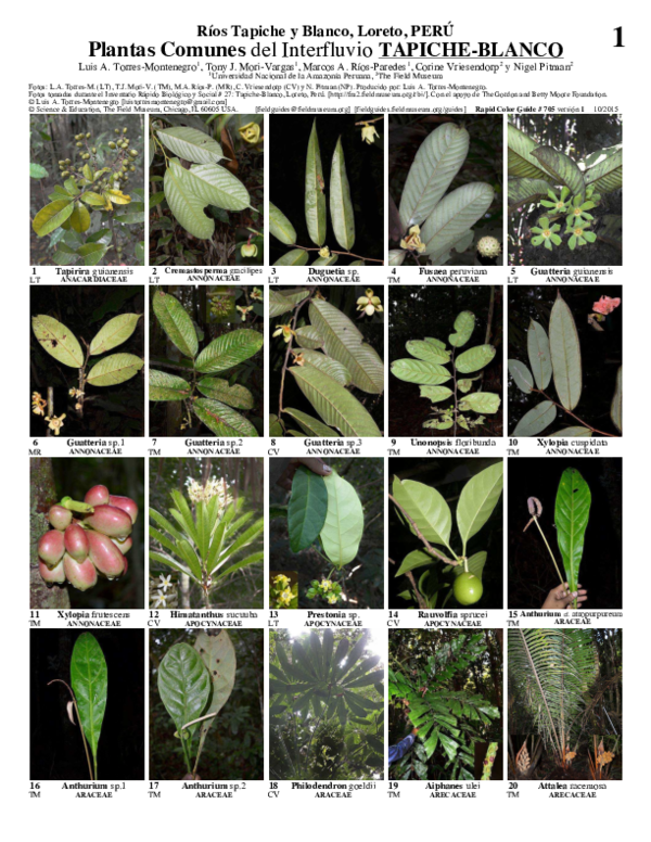 (PDF) Guia Fotográfica de las Plantas comunes del Interfluvio de los ...