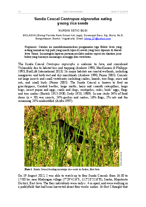 (PDF) Sunda Coucal Centropus nigrorufus eating