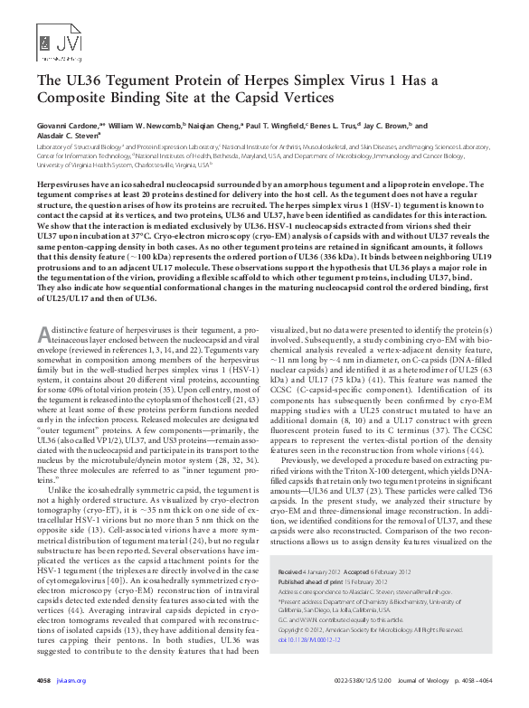 (PDF) The UL36 Tegument Protein of Herpes Simplex Virus 1 Has a ...