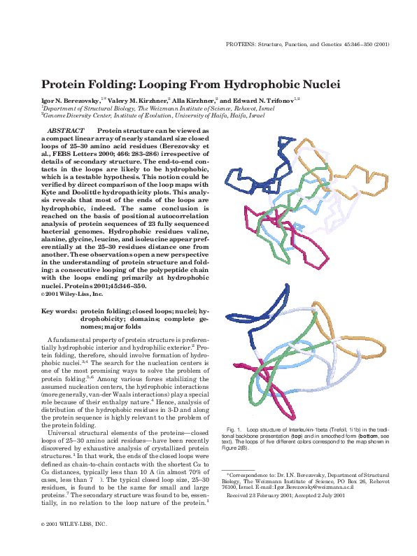 (PDF) Protein folding: Looping from hydrophobic nuclei