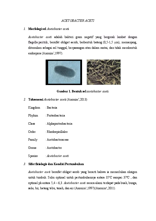(DOC) Acetobacter Aceti