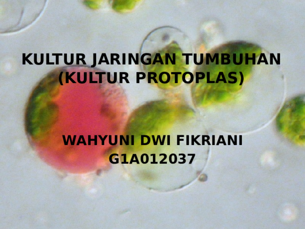 (PPT) KULTUR PROTOPLAS