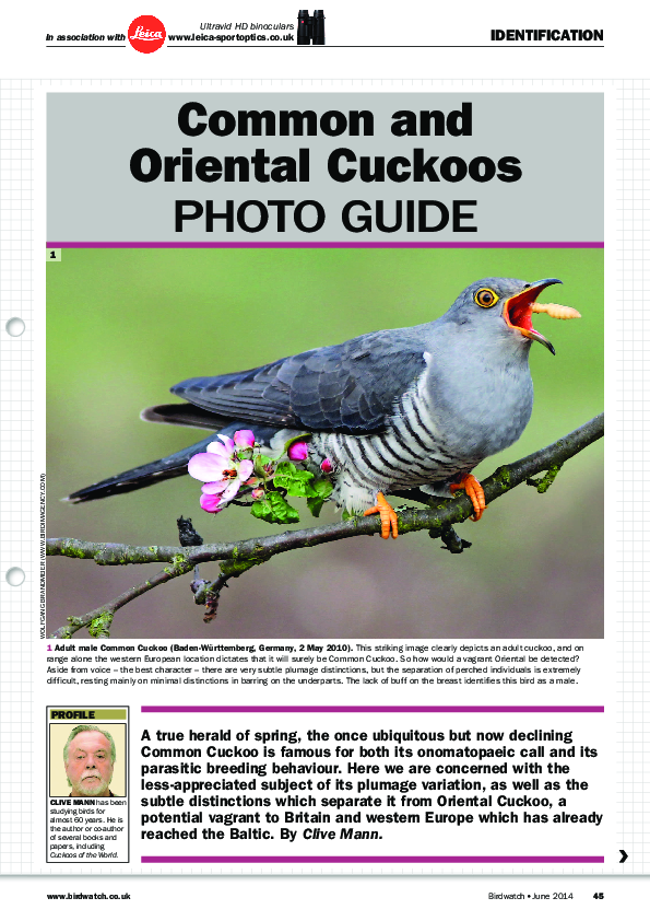 Common and Oriental Cuckoos: a photographic guide