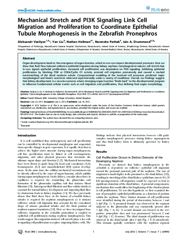 (PDF) Mechanical Stretch and PI3K Signaling Link Cell Migration and ...