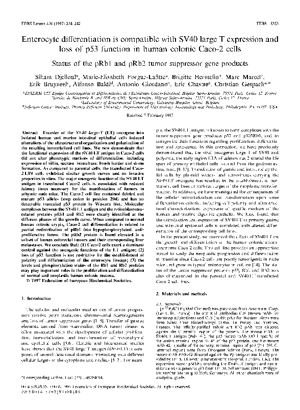 (PDF) Enterocyte differentiation is compatible with SV40 large T ...