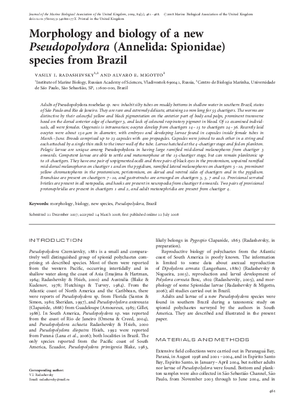 (PDF) Malacoceros longiseta, a new species of Spionidae (Annelida ...