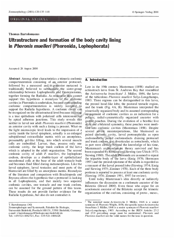 (PDF) Ultrastructure and formation of the body cavity lining in ...