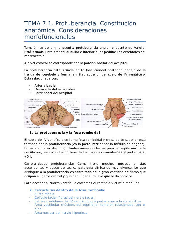 (DOC) TEMA 7 protuberancia