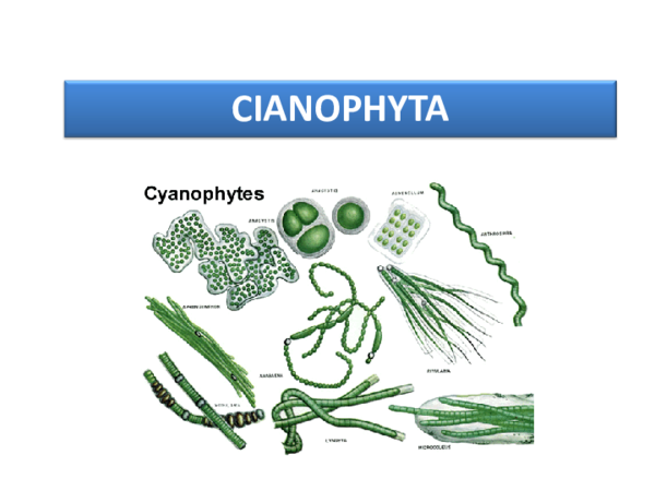 (PDF) Cyanophytas