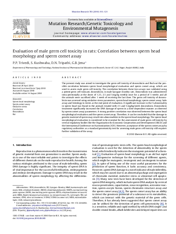 (PDF) Evaluation of male germ cell toxicity in rats: Correlation ...