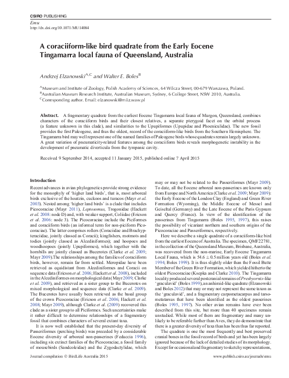 (PDF) A coraciiform-like bird quadrate from the Early Eocene Tingamarra ...