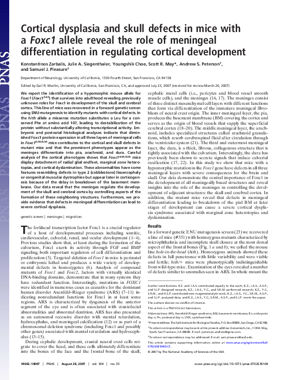 (PDF) Cortical dysplasia and skull defects in mice with a Foxc1 allele ...