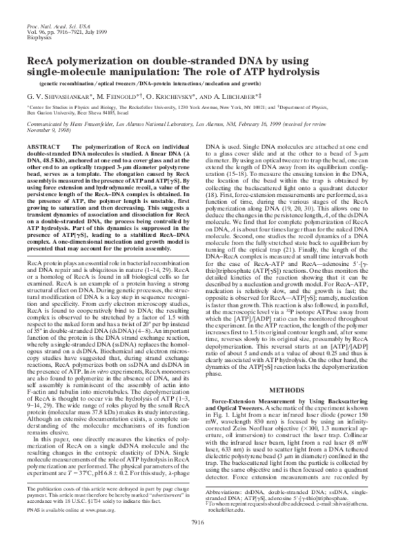 (PDF) RecA polymerization on double-stranded DNA by using single ...