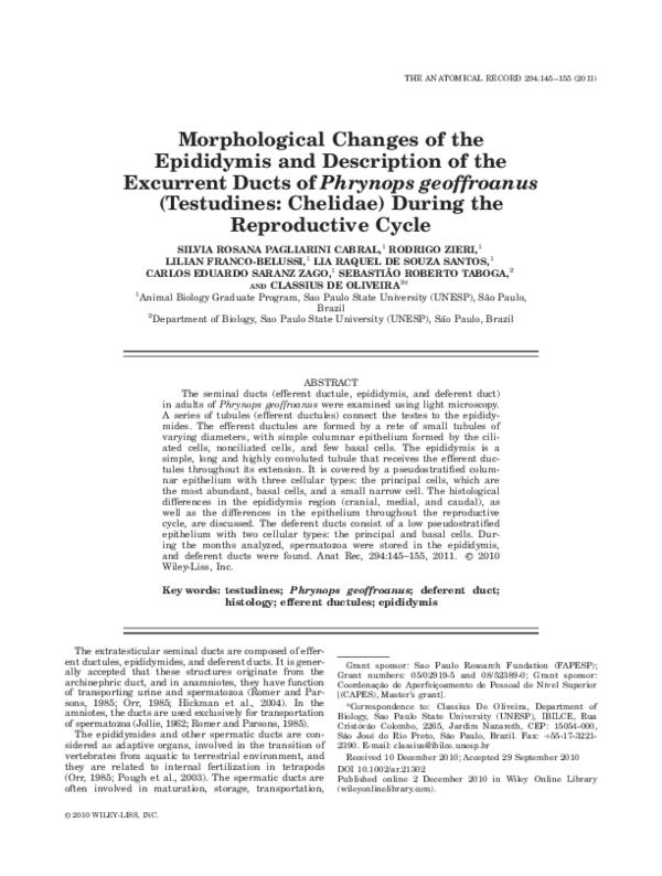 (PDF) Morphological Changes of the Epididymis and Description of the ...