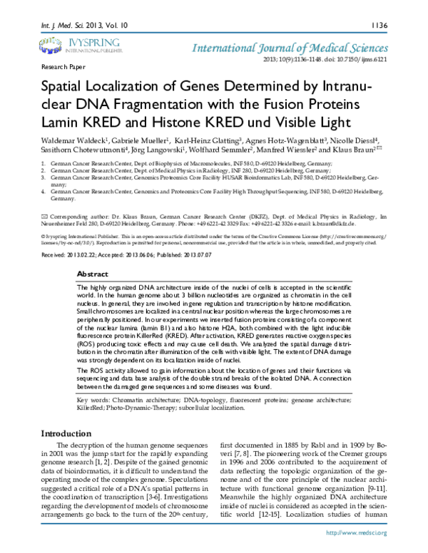 (PDF) Spatial Localization of Genes Determined by Intranuclear DNA ...