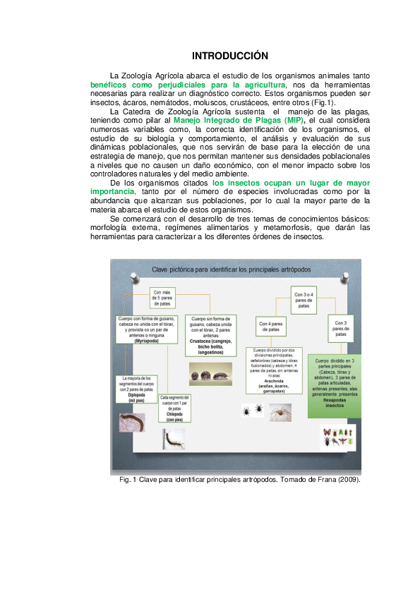 (PDF) Dentro del Orden Thysanoptera se encuentran los insectos ...