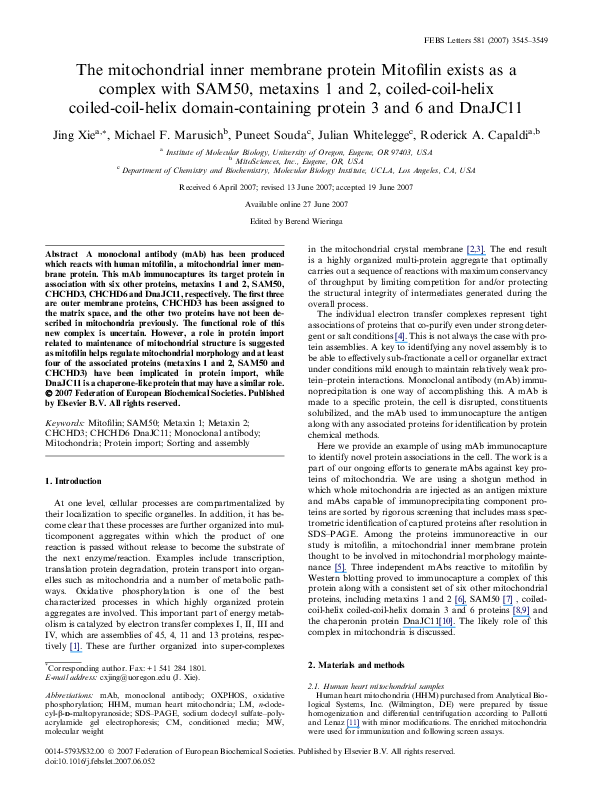 (PDF) The mitochondrial inner membrane protein Mitofilin exists as a ...