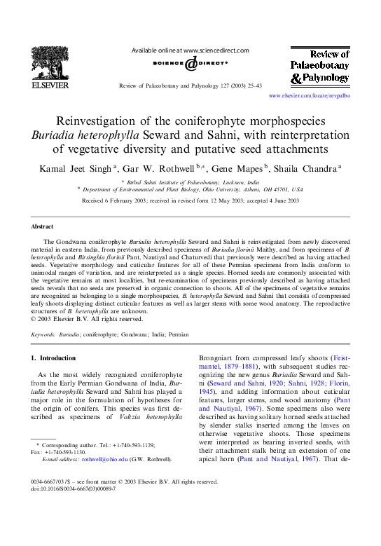 (PDF) Reinvestigation of the coniferophyte morphospecies Buriadia ...