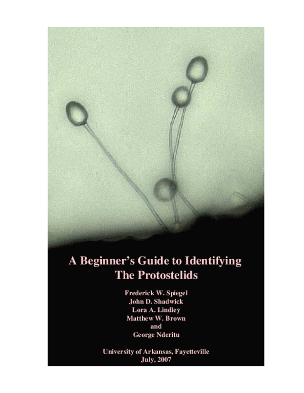 (PDF) A beginner's guide to identifying the protostelids